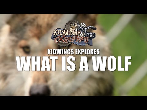 Kidwings Explores: What Is A Wolf