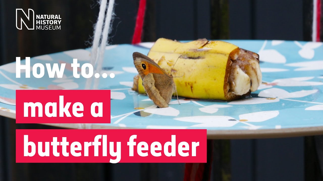 How to make a butterfly feeder - TrendRadars