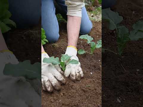 Nurturing Nokol Plants: Your Comprehensive Guide to Thriving Growth #viral #nature #trending#shorts