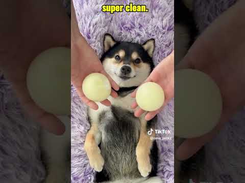 🐕 5 Wild Shiba Inu Facts You Didn’t Know!