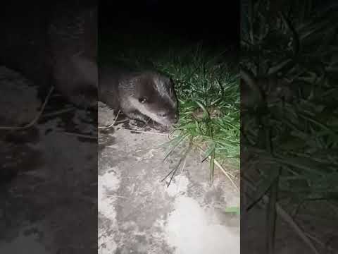 otter joe eats crab at night
