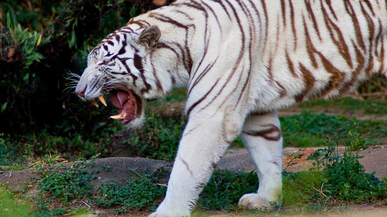 White Tiger: Rare and Beautiful Facts That Explain Their Rarity!