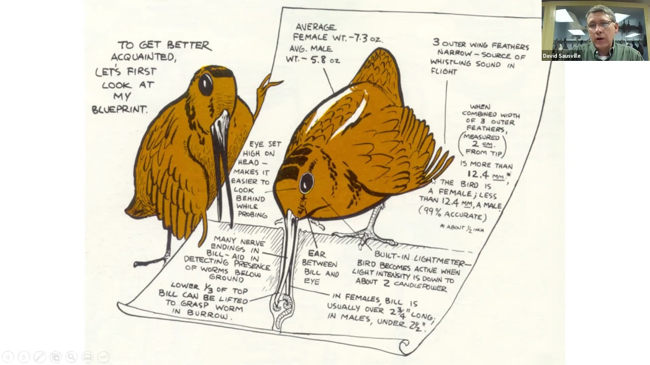 Woodcock Wanderings