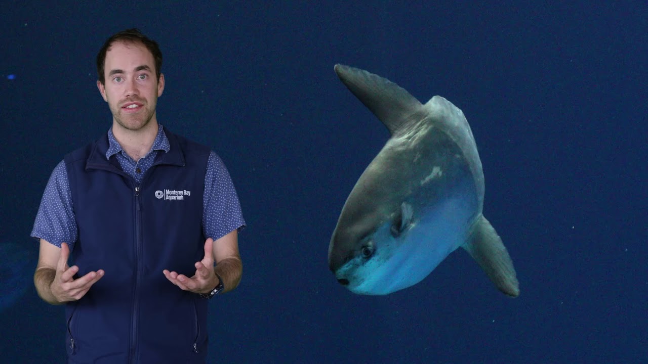 Meet the ocean sunfish (Mola mola) | Monterey Bay Aquarium