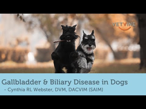 Gallbladder Mucocele in Dogs: Signs, Causes and Treatment