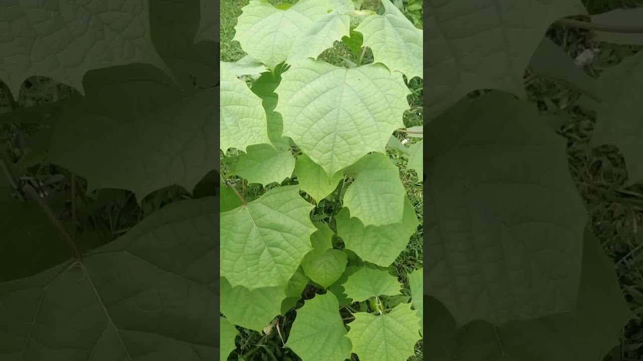 Gmelina arborea leaves, it has pain- relieving which may help with pain caused due to arthritis.