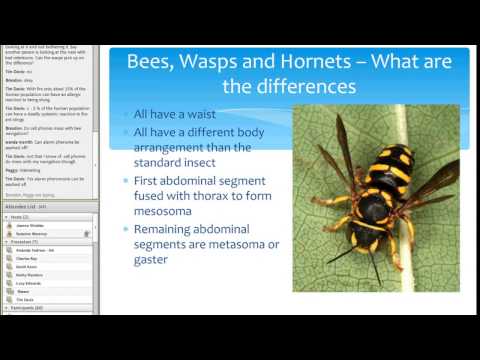 Bees, Wasps and Hornets - They're all Different