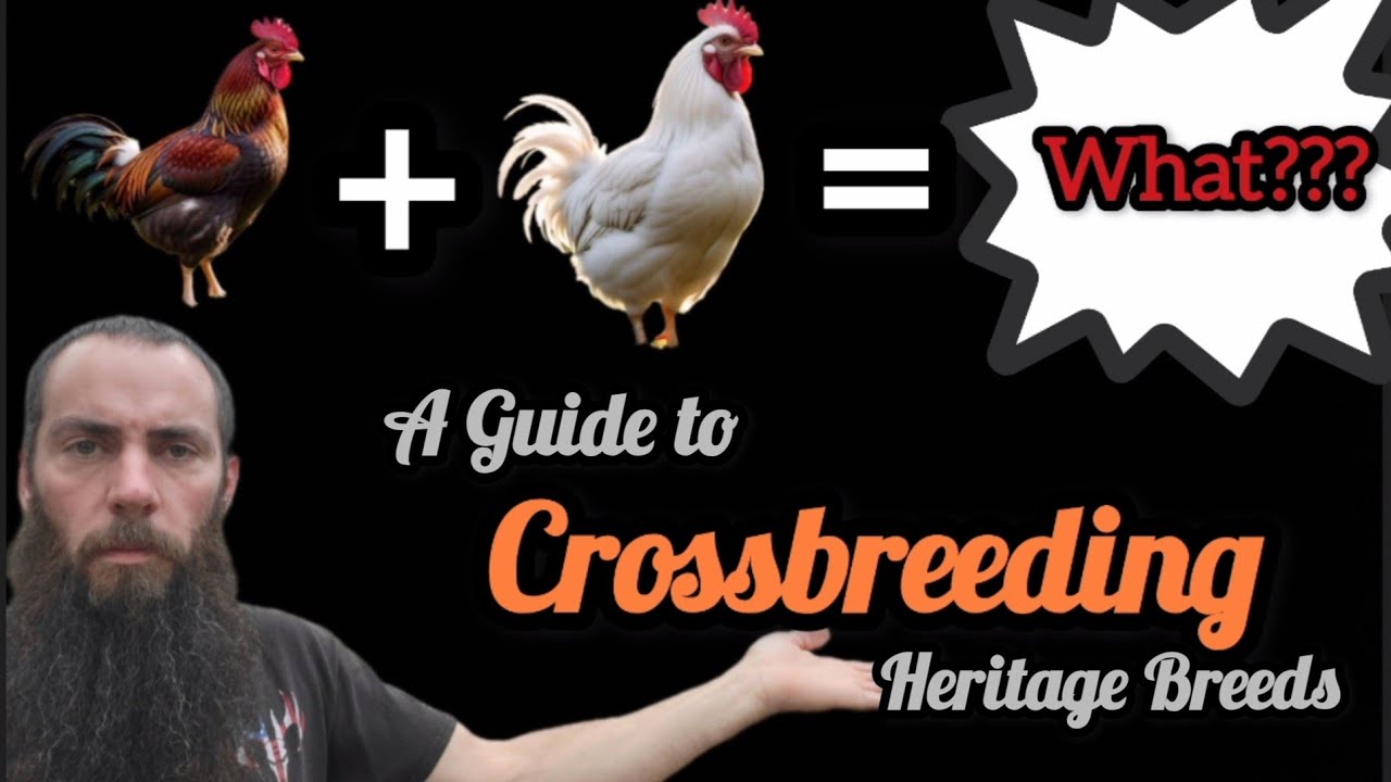 Heritage Breed Chickens: A Guide to Crossbreeding