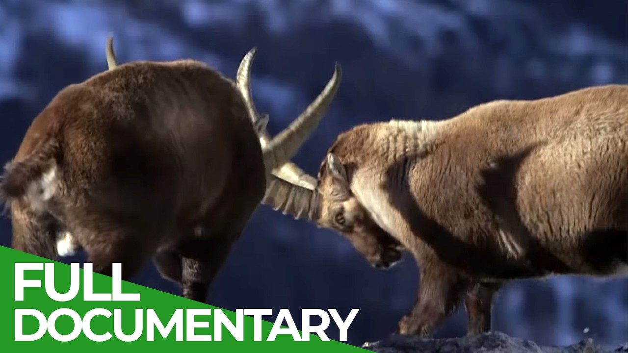Wild Europe - Kingdom of the Beasts | Free Documentary Nature