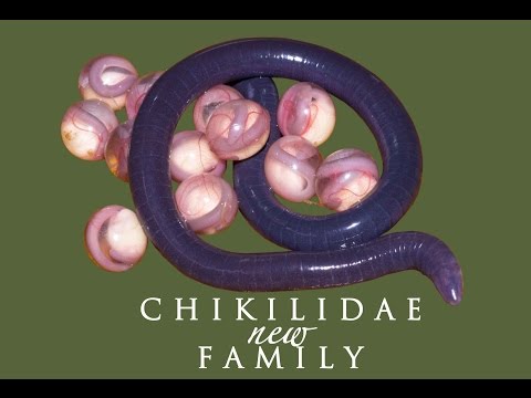 New Caecilians discovered! | Earthshine Nature