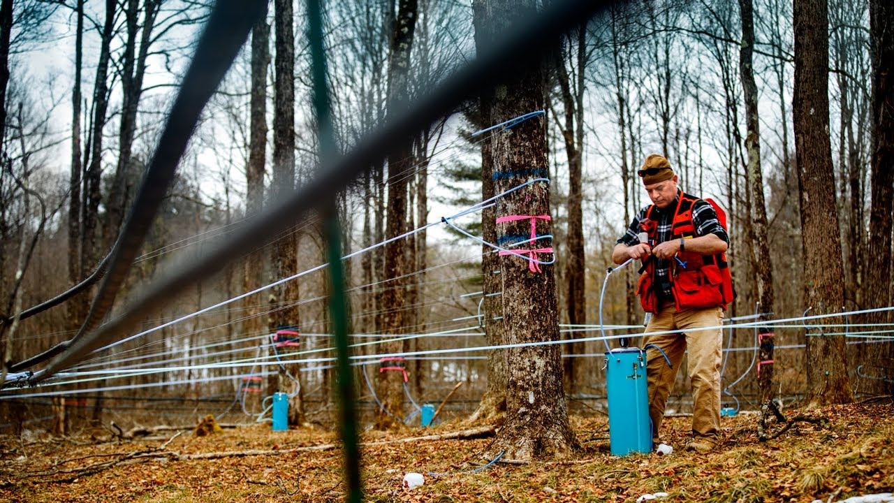 Cornell Maple Research