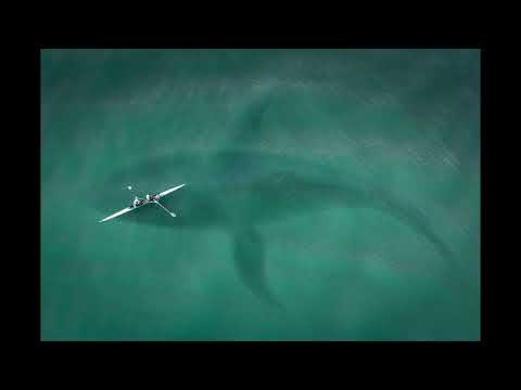 Megalodon, video, 5 interesting facts about Megalodon, ocean, #video ,knowledge, fun, learn, shark
