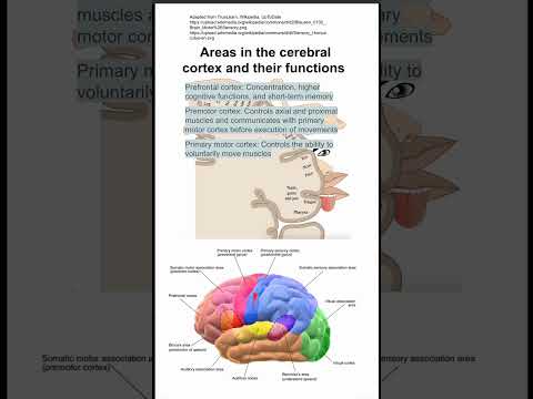Areas in the cerebral cortex and their functions