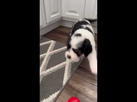 Hank - F1 Standard Male Sheepadoodle #dogsofyoutube #dogs #doodle #puppy #sheepadoodle #cattle #fyp