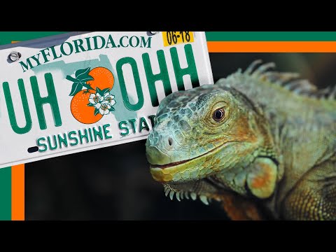 Is Florida DOOMED to reptile invasion?