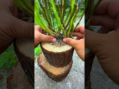 Easy techniques repotting dendrobium plants on tree logs #orchidfarm #plants #orchid #garden