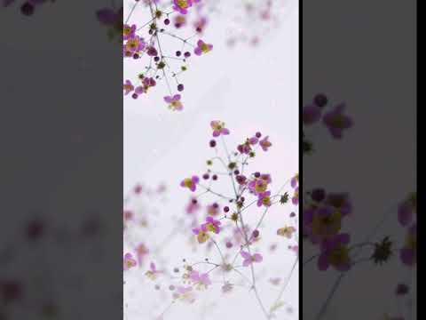 Flower Drop & MOH (Animated Wallpaper)