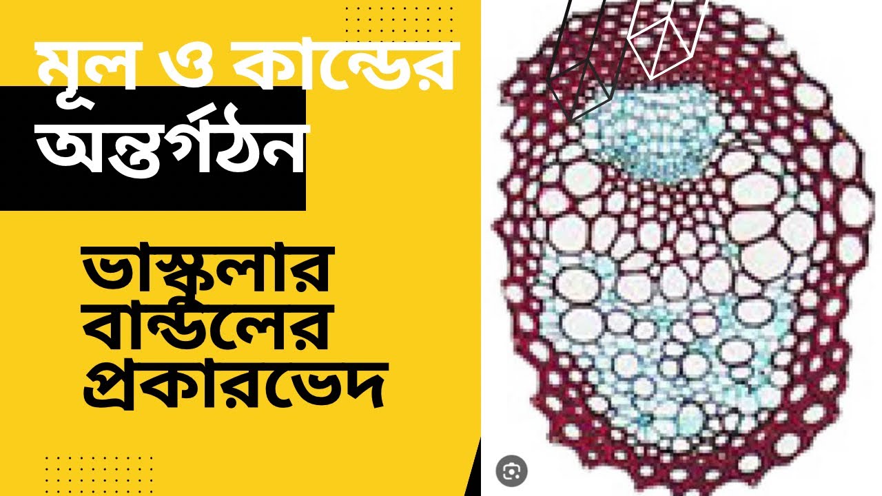 Types of vascular bundle/Internal structure of root and stem