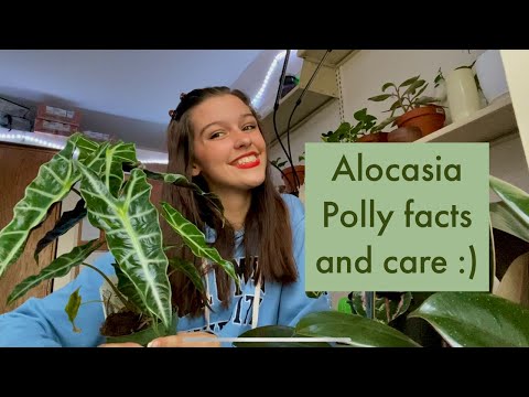 Alocasia Polly Facts and Care Tips | Alocasia Amazonica | Plant Spotlight