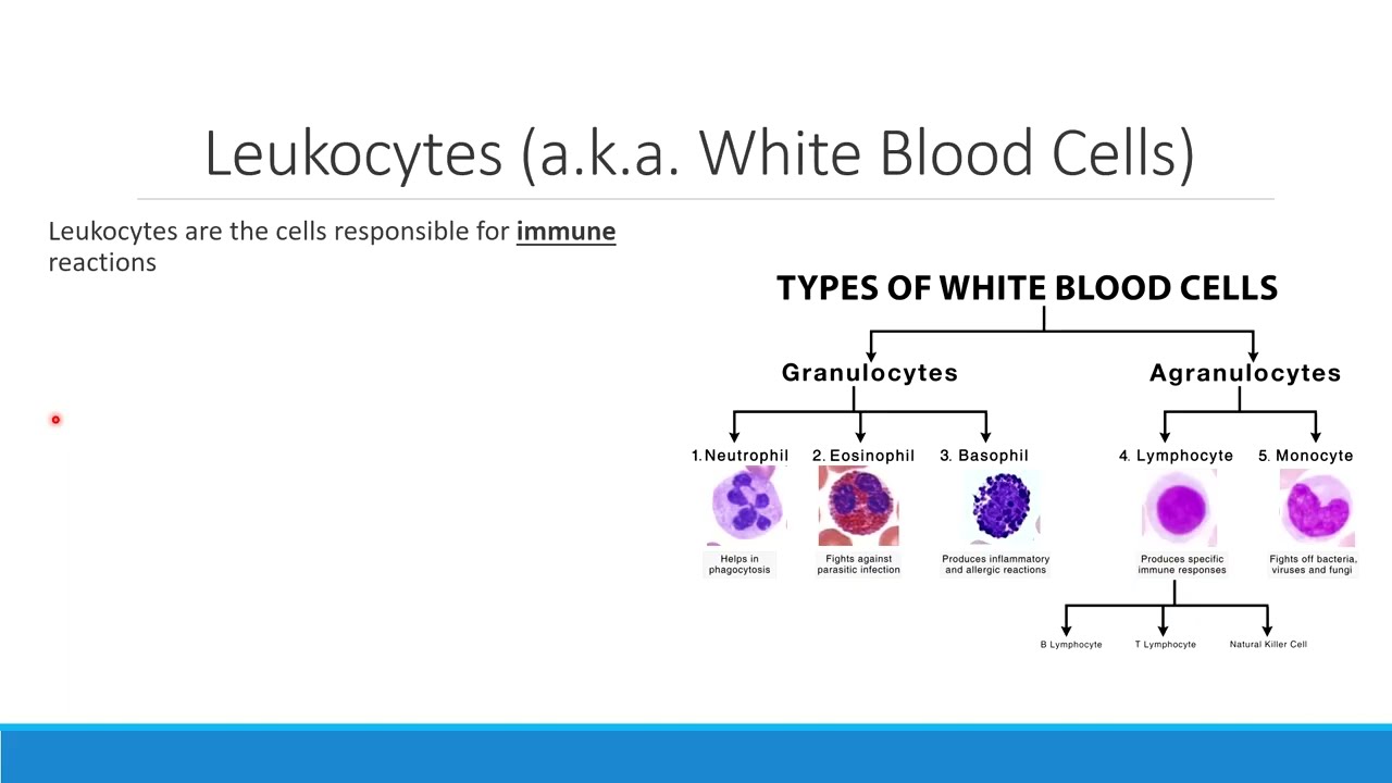 Ch. 17 - Leukocytes
