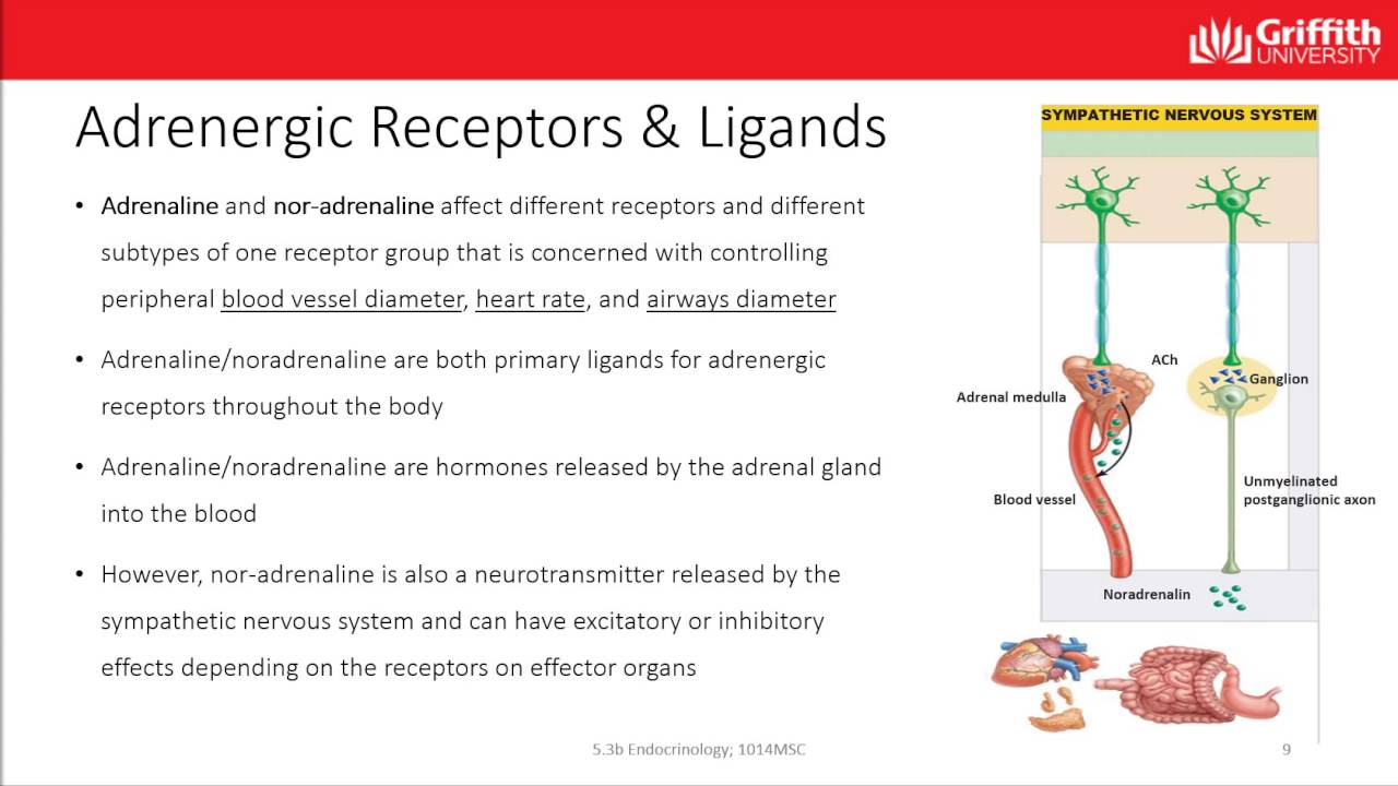 1014MSC mod 5 Topic 5 2b Endocrinology 12min