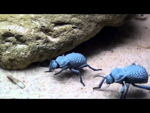 Sequencing the Blue Beetle Genome | Inspiring Science