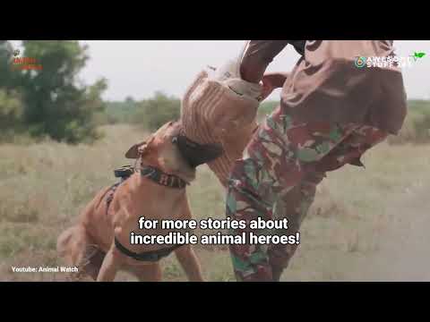 Dog That Trusted for TOP-SECRET Missions | Awesome Stuff 365