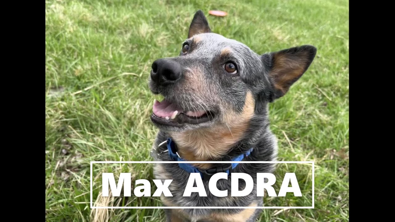 Max ACDRA -- ADOPTED!