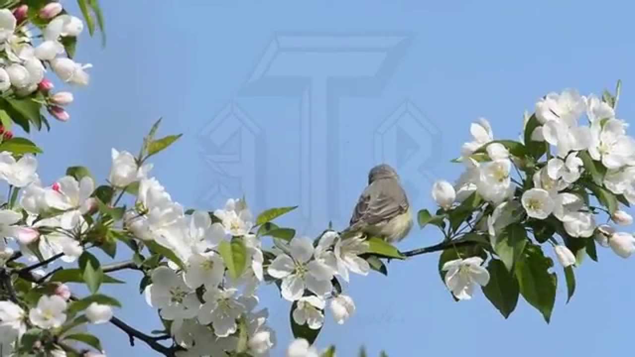Warbling Vireo, Vireo gilvus, singing.