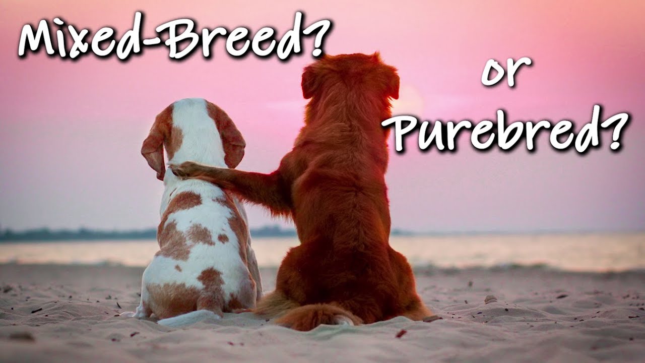 Are Mixed Breed Dogs Healthier Than Purebred Dogs?