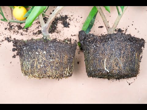 Understanding Root Health
