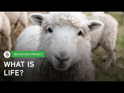 What is Life? | Big History Project