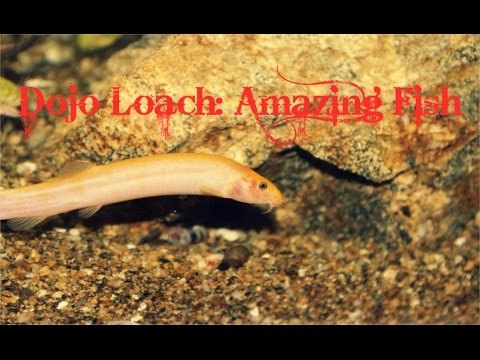 Dojo loach fish, new study | Dear Kitty. Some blog
