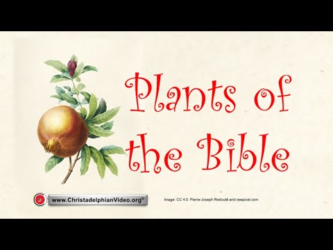 🌿 *Plants of the Bible: A Divine Garden of Faith, Symbolism, and History* 🌱