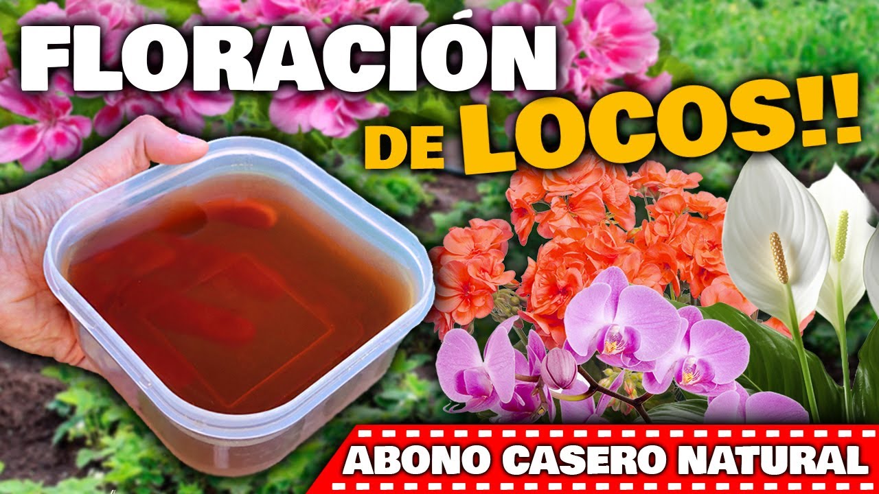 FLORACIÓN AL INSTANTE!! Abono Casero HACER FLORECER PLANTAS  y FLORES en MINUTOS!! | Jardín y Huerto