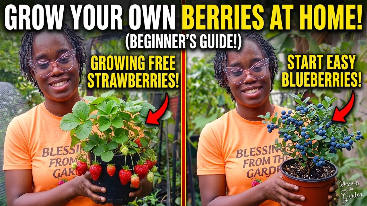 Season 4 EP 20: Before You Grow Blueberries & Strawberries at Home… Watch This (Beginner’s Guide)