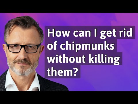 How can I get rid of chipmunks without killing them?