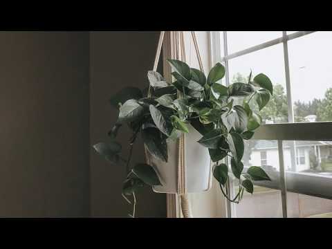 Lets Macrame a Plant Hanger- Using the Chinese Crown Knot