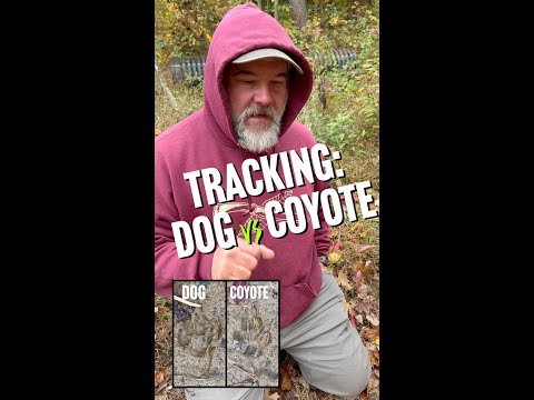 Dog vs Coyote Track #shorts #training #tracking #dog #coyote