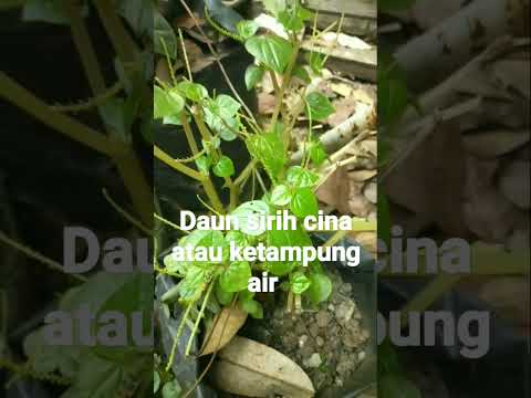 Bentuk daun sirih cina #tanaman #obat #herbal #fypシ
