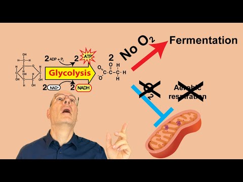 What you NEED to Know about Anaerobic Respiration for AP Bio