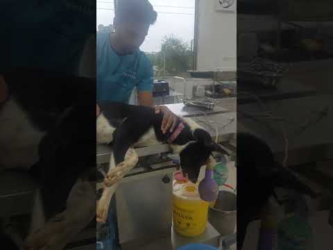 Kenapa anjing saya muntah