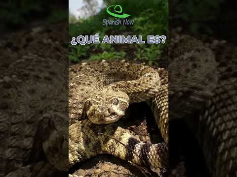 Master Animal Names in Spanish 9