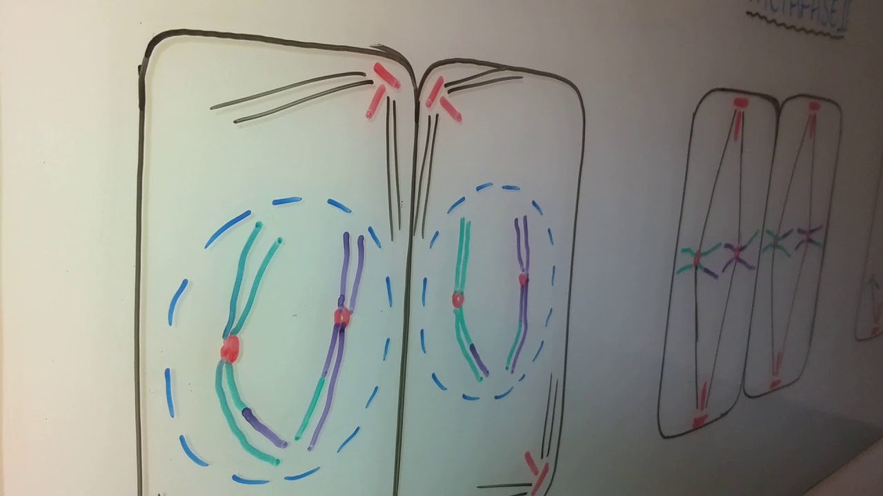 Divisão Celular- Meiose