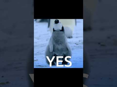 Penguin Gif Compilation #4 #funny #memes #penguin #gif