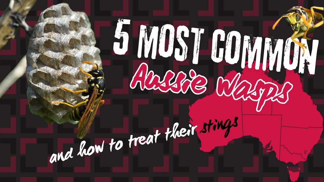 5 Most Common Wasps in Australia & How to Treat Their Stings