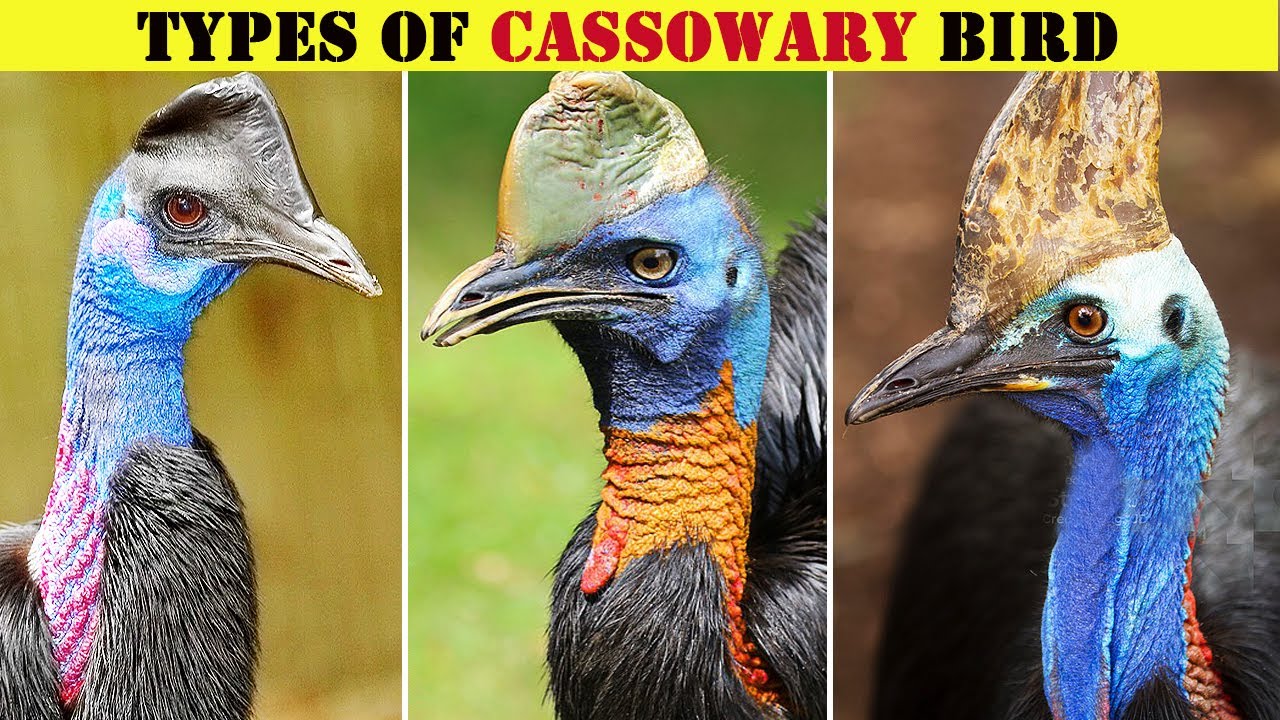 Type of Cassowary Birds Species