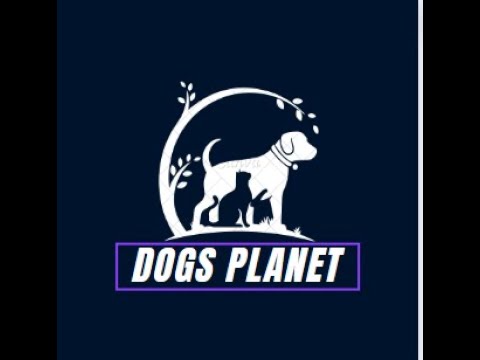 Poodle Australian shepherd mix | Dog Breed
