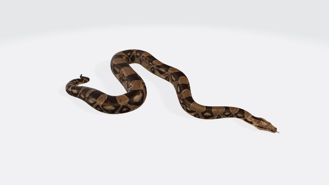 Python Snake 3D Model Ready to Print