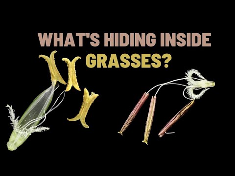 Learn the Structure of Grass Plants (Poaceae) | Morphology of Flowering Plants